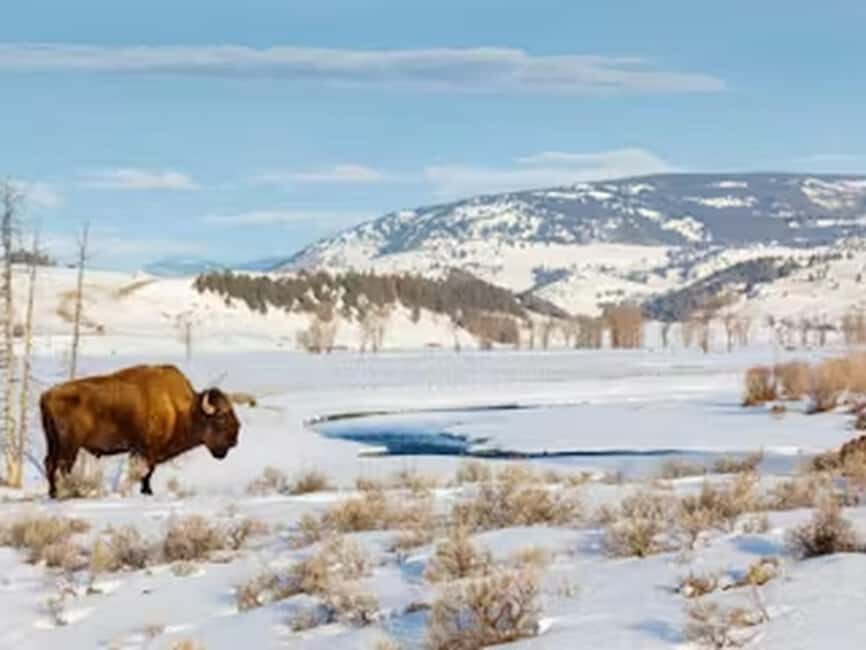 From Jackson: Yellowstone Grand Canyon Snowmobile Tour - The Highlights: Why This Tour Excels