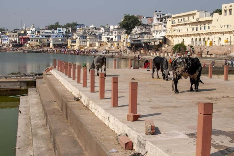 From Jaipur: Pushkar to Jodhpur Guided Tour - What Makes This Tour Stand Out?