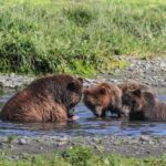 From Juneau: Pack Creek Bear Viewing Adventure - Who Is This Tour Best For?