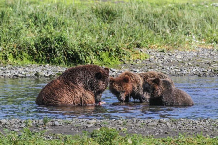 From Juneau: Pack Creek Bear Viewing Adventure - Who Is This Tour Best For?