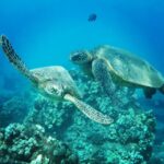 From Kaanapali: Afternoon West Maui Snorkeling w/ Drinks - The Itinerary: What to Expect