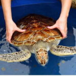 From Kalutara: Exclusive Madu River Safari & Turtle Hatchery - Why This Tour Provides Good Value