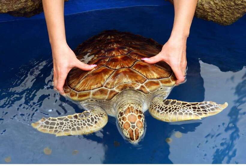 From Kalutara: Exclusive Madu River Safari & Turtle Hatchery - Why This Tour Provides Good Value