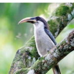 From Kandy: Bird watching tour to Udawatte Kele Sanctuary - The Itinerary in Detail