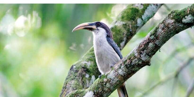 From Kandy: Bird watching tour to Udawatte Kele Sanctuary - The Itinerary in Detail
