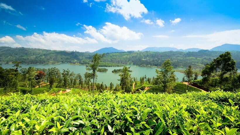 From Kandy: Ella Drop Tour via Nuwara Eliya - The Value of This Tour