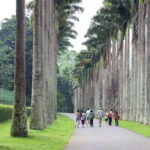 From Kandy: Pinnawala Day Tour - From Elephant Sanctuary to Cultural Riches: What You Can Expect