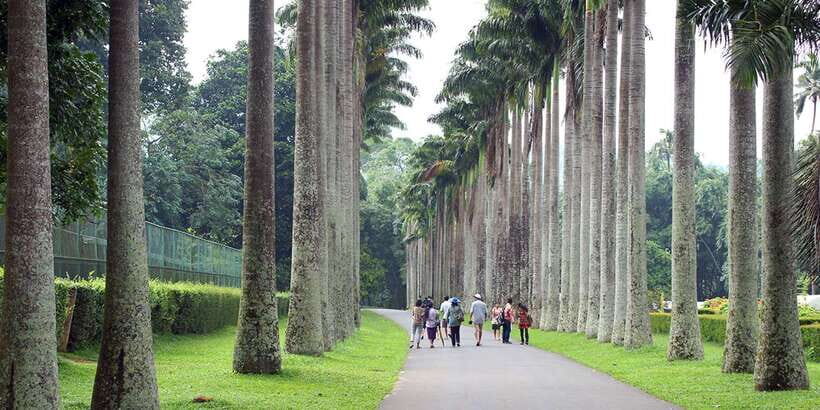 From Kandy: Pinnawala Day Tour - From Elephant Sanctuary to Cultural Riches: What You Can Expect