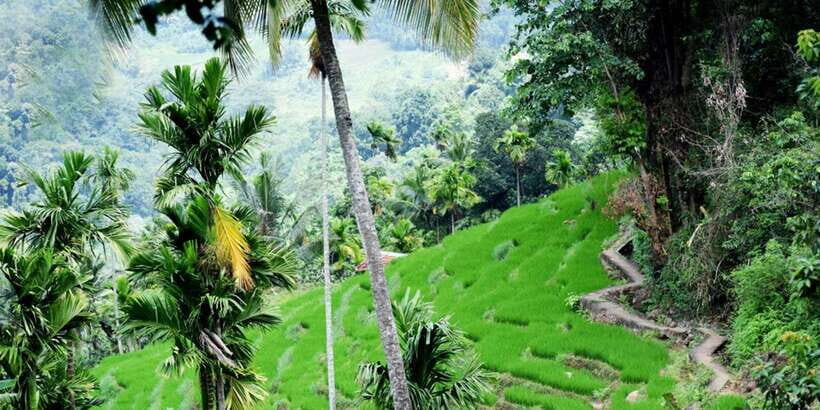 From Kandy: Private Guided Hike to Heeloya - What Makes This Tour Stand Out?