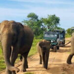 From Kandy: Sigiriya/Dambulla and Minneriya Park Safari - What to Bring and Practical Tips