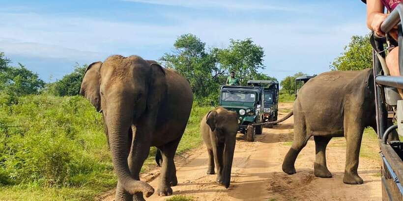 From Kandy: Sigiriya/Dambulla and Minneriya Park Safari - What to Bring and Practical Tips