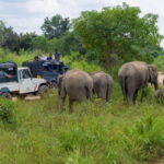 From Kandy: Sigiriya & Dambulla Day Tour with Safari - Final Thoughts