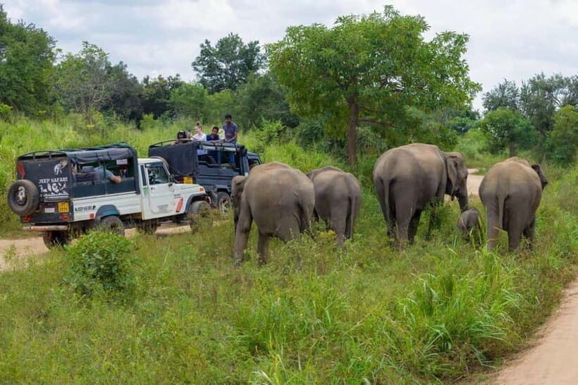 From Kandy: Sigiriya & Dambulla Day Tour with Safari - Final Thoughts