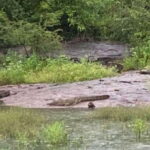 From Kandy: Sigiriya Lion Rock fortress and Village Trip - What You Should Know Before Booking