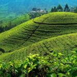 From Kandy To Nuwara Eliya Drop Tour - Private Tour - The Value and Why Travelers Love It
