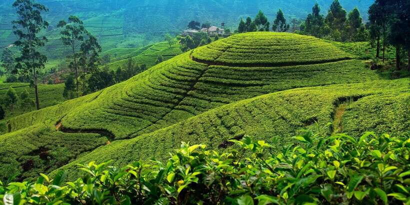 From Kandy To Nuwara Eliya Drop Tour - Private Tour - The Value and Why Travelers Love It