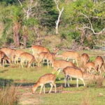From Kandy: Wilpattu National Park Safari with Hotel Pickup - The Arrival and Park Introduction
