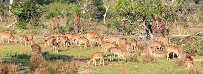 From Kandy: Wilpattu National Park Safari with Hotel Pickup - The Arrival and Park Introduction