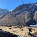 From Kathmandu: 10-Day Langtang Valley Trek - What Travelers Say