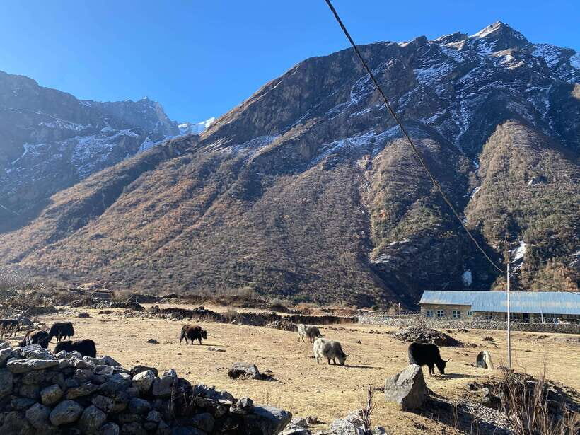 From Kathmandu: 10-Day Langtang Valley Trek - What Travelers Say