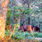 From Kathmandu: 2 Day Short Wildlife National Park Tour - The Sum Up: Who Should Consider This Tour?