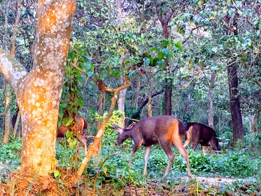 From Kathmandu: 2 Day Short Wildlife National Park Tour - The Sum Up: Who Should Consider This Tour?