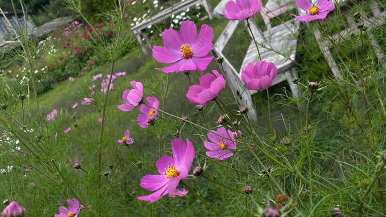From Kathmandu: 3-Day Lumbini Trip - Understanding the Tour: What It Offers and Why