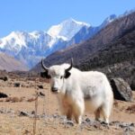 From Kathmandu: 6-Day Langtang Valley Guided Trek - What Sets This Trek Apart?