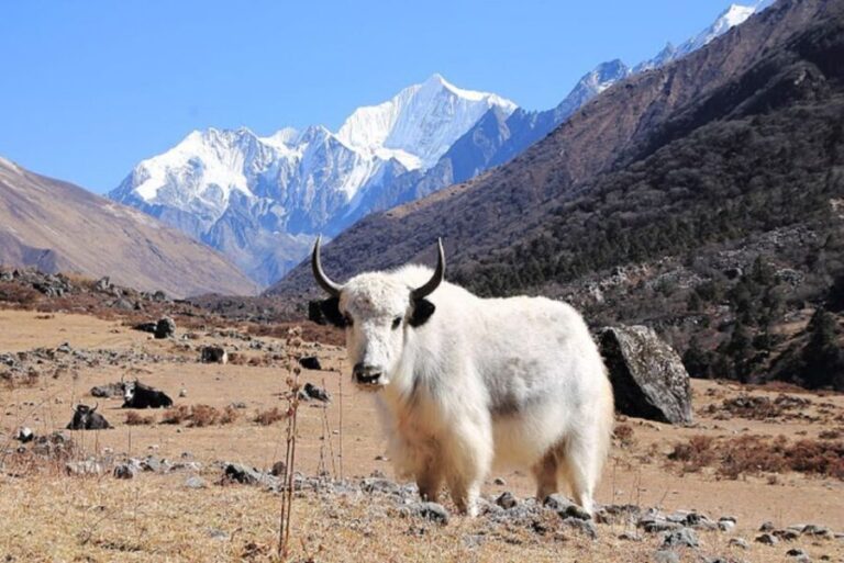 From Kathmandu: 6-Day Langtang Valley Guided Trek - What Sets This Trek Apart?