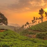 From Kochi: Day Tour to Munnar with Tea Garden and Waterfalls - Main Attractions in Munnar: Dam, Tea Museum, and Tea Gardens