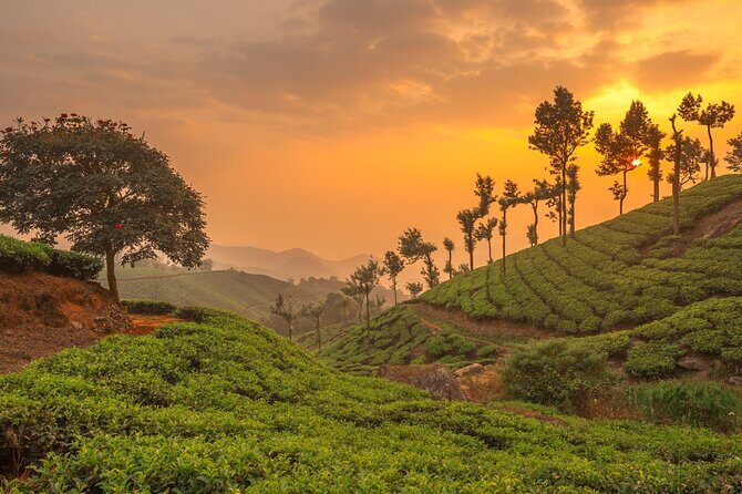 From Kochi: Day Tour to Munnar with Tea Garden and Waterfalls - Main Attractions in Munnar: Dam, Tea Museum, and Tea Gardens
