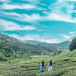 From Kuala Lumpur: Cameron Highlands Day Trip with Transfers - Who Should Consider This Tour?