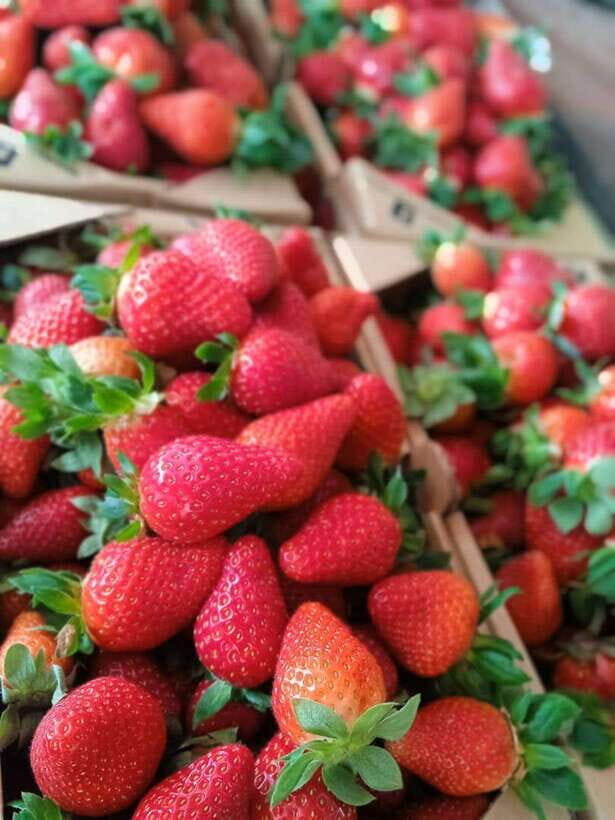 From Kuala Lumpur: Cameron Highlands Private or Join In Tour - Value for Money