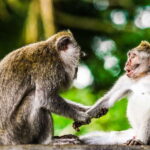 From Kuala Lumpur: Full-Day Taman Negara National Park - Taman Negara Entrance and Photo Stops