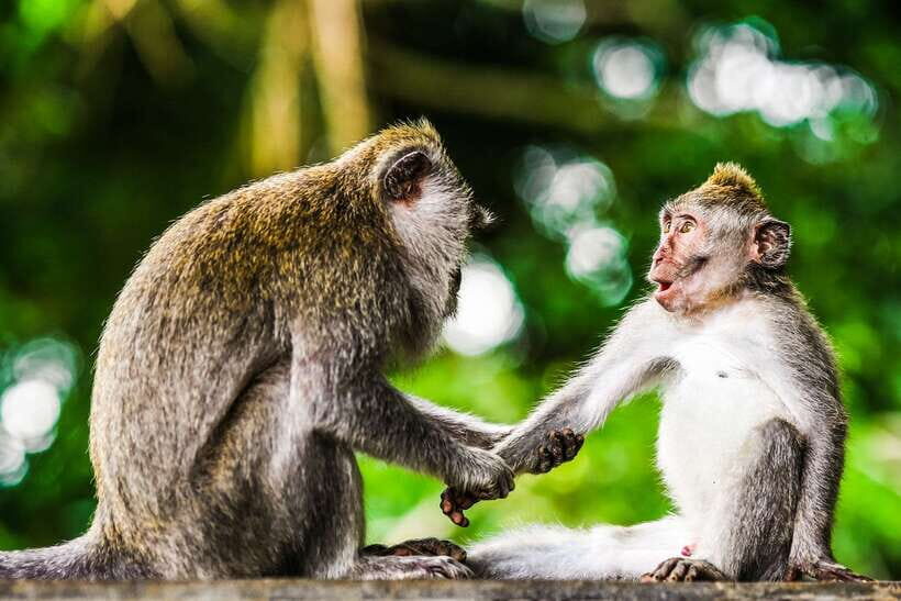 From Kuala Lumpur: Full-Day Taman Negara National Park - Taman Negara Entrance and Photo Stops