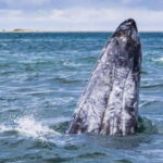 From La Paz: Puerto Chale Gray Whale Watching Tour - The Value of the Experience