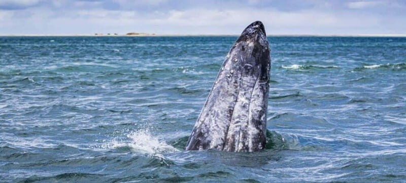 From La Paz: Puerto Chale Gray Whale Watching Tour - The Value of the Experience
