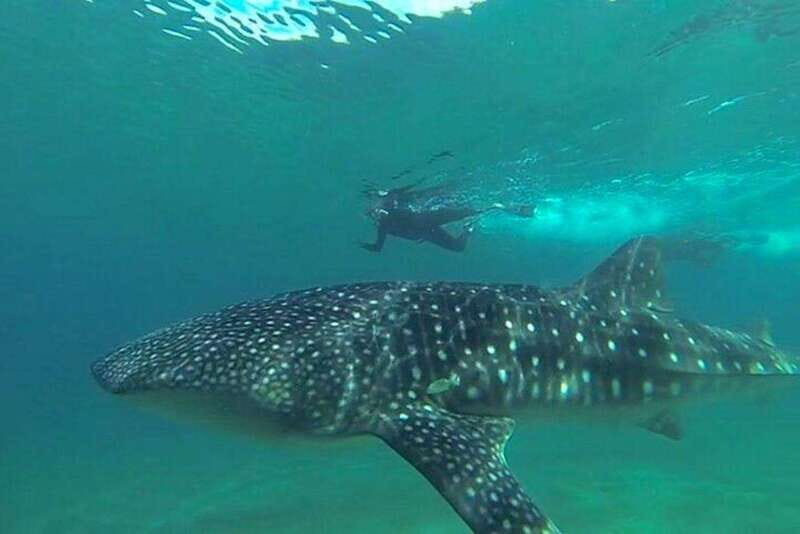 From La Paz: Whale Sharks, Sea Lions & Balandra Beach Combo - Practical Considerations: What You Need to Know