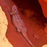From Las Vegas: Valley of Fire Full-Day Guided Tour w/ Lunch - Detailed Breakdown of the Itinerary