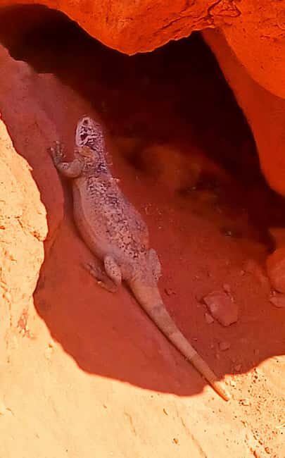 From Las Vegas: Valley of Fire Full-Day Guided Tour w/ Lunch - Detailed Breakdown of the Itinerary