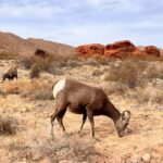 From Las Vegas: Valley of Fire State Park Guided Day Tour - Why This Tour Is Worth It