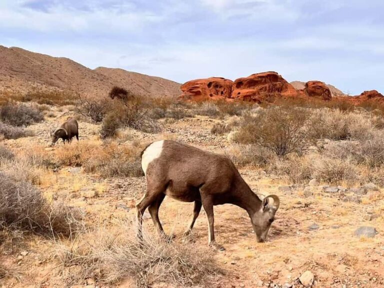 From Las Vegas: Valley of Fire State Park Guided Day Tour - Why This Tour Is Worth It