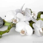 From Lautoka: Garden of Sleeping Giant, Viseisei & Nadi Tour - Exploring the Highlights: Detailed Breakdown