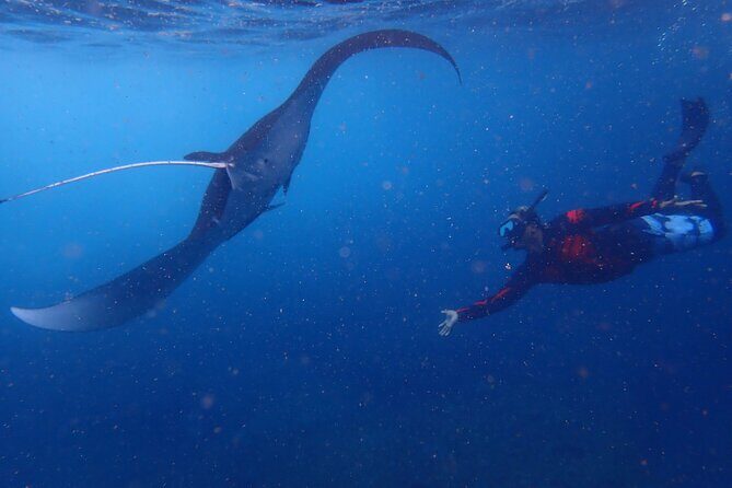 From Lembongan: Snorkeling Day Trip to Nusa Lembongan & nusa Penida island - The Allure of the Snorkeling Adventure from Nusa Lembongan