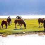 From Lijiang: 6-Day Lijiang to Shangri-La Adventure Tour - The Experience and Value