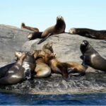 From Loreto: Coronado Island Snorkel - What Travelers Say: Real Opinions