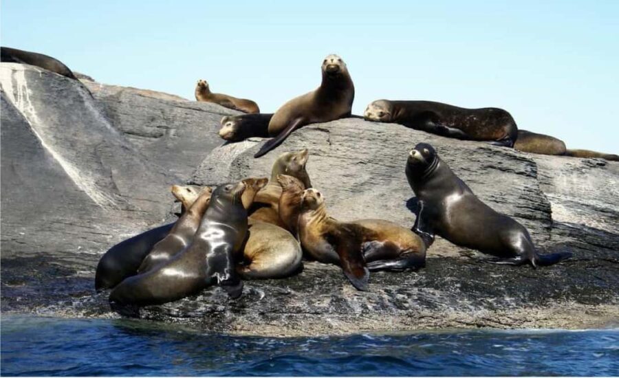 From Loreto: Coronado Island Snorkel - What Travelers Say: Real Opinions