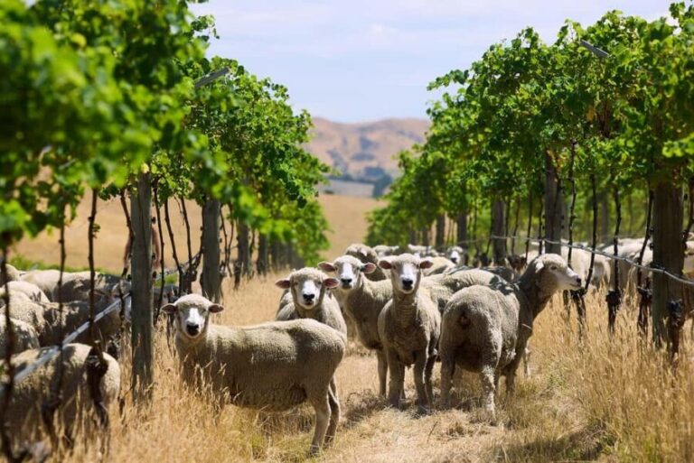 From Lyttelton: Private Wine Tour & Chefs Degustation - Practical Details and Value