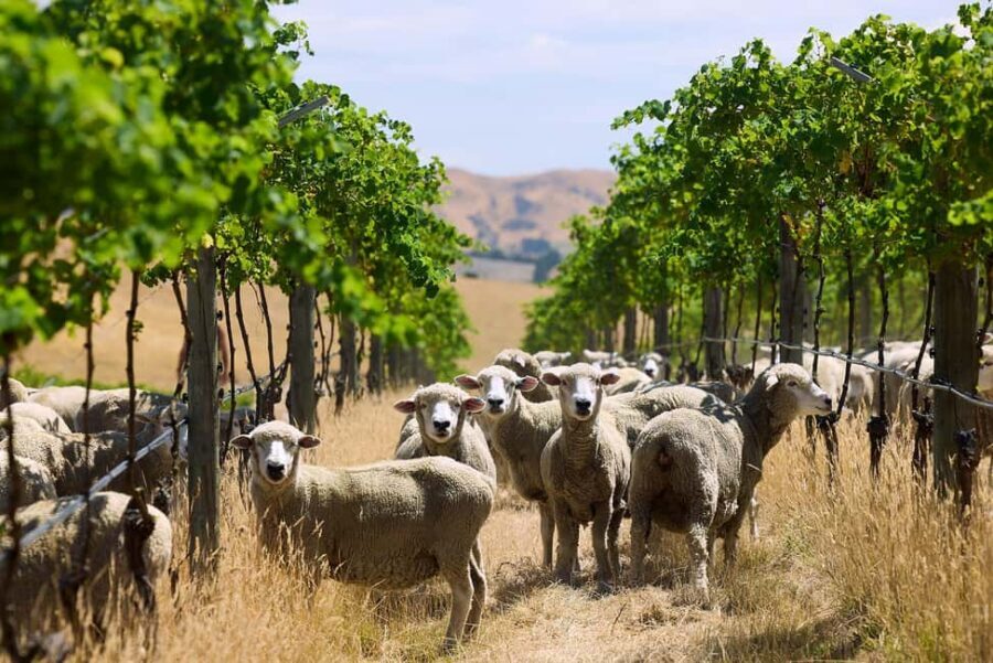 From Lyttelton: Private Wine Tour & Chefs Degustation - Practical Details and Value