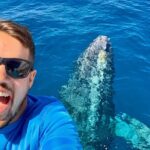 From Maalaea: Whale Watching Tour Aboard the Quicksilver - Authentic Traveler Perspectives